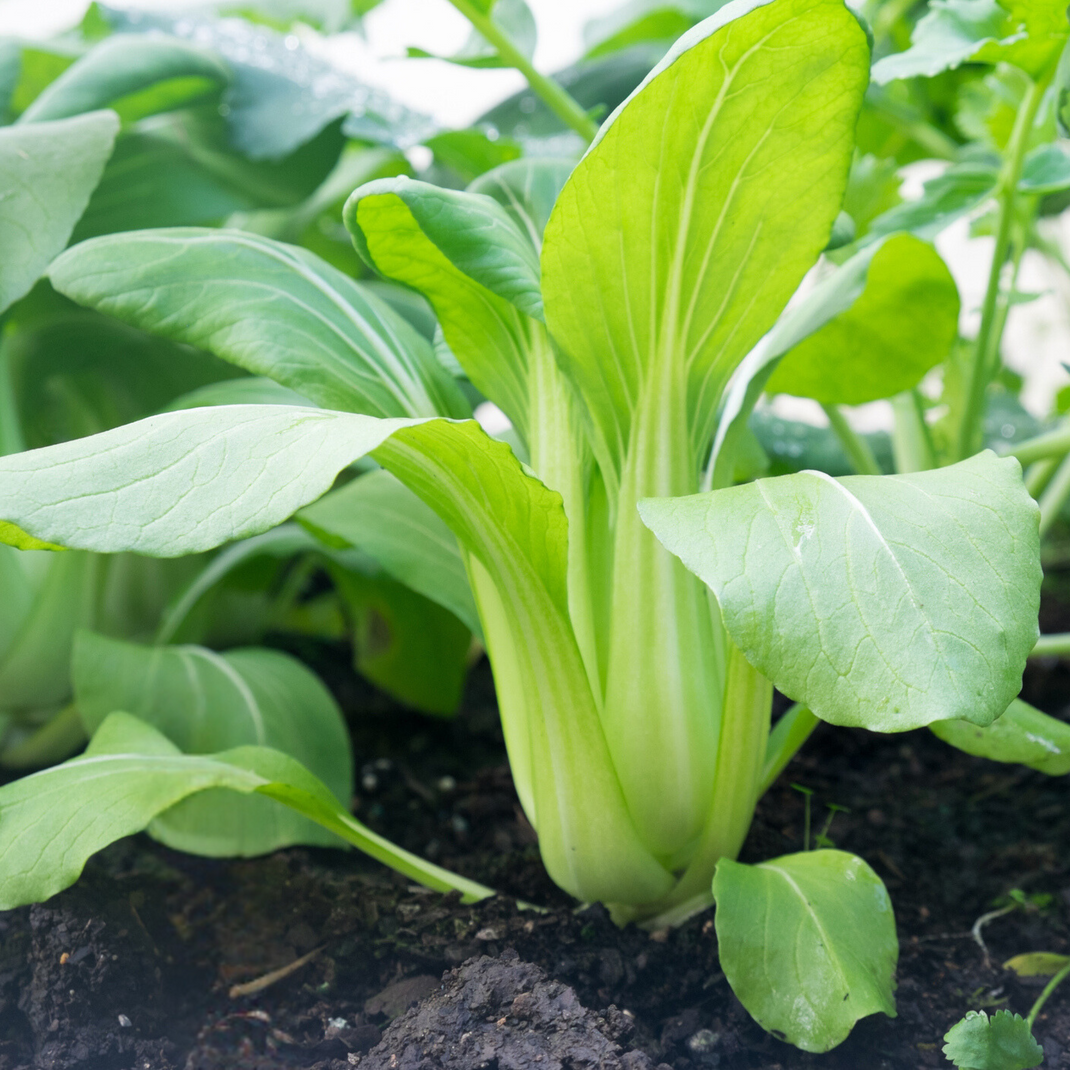 Seed Folk - Join our growing community today.